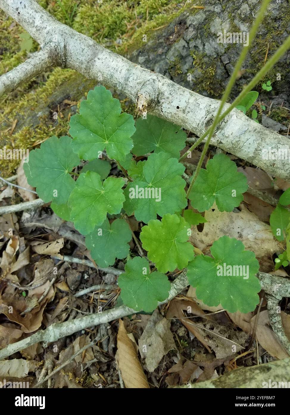 American alumroot (Heuchera americana Stock Photo - Alamy
