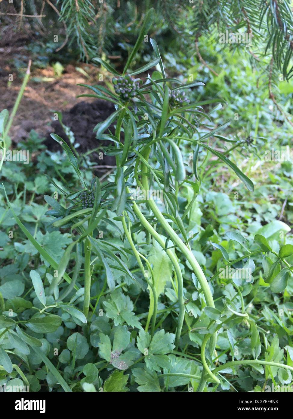 wavy bittercress (Cardamine flexuosa Stock Photo - Alamy