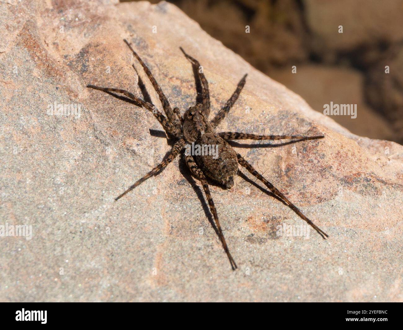 Thin-legged Wolf Spiders (Pardosa Stock Photo - Alamy