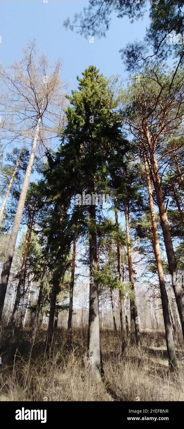 Siberian spruce (Picea obovata Stock Photo - Alamy