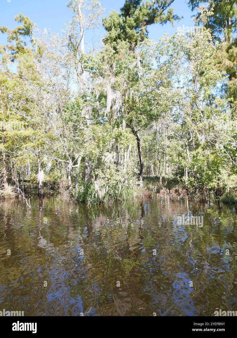 Louisianas bayou country hi-res stock photography and images - Alamy