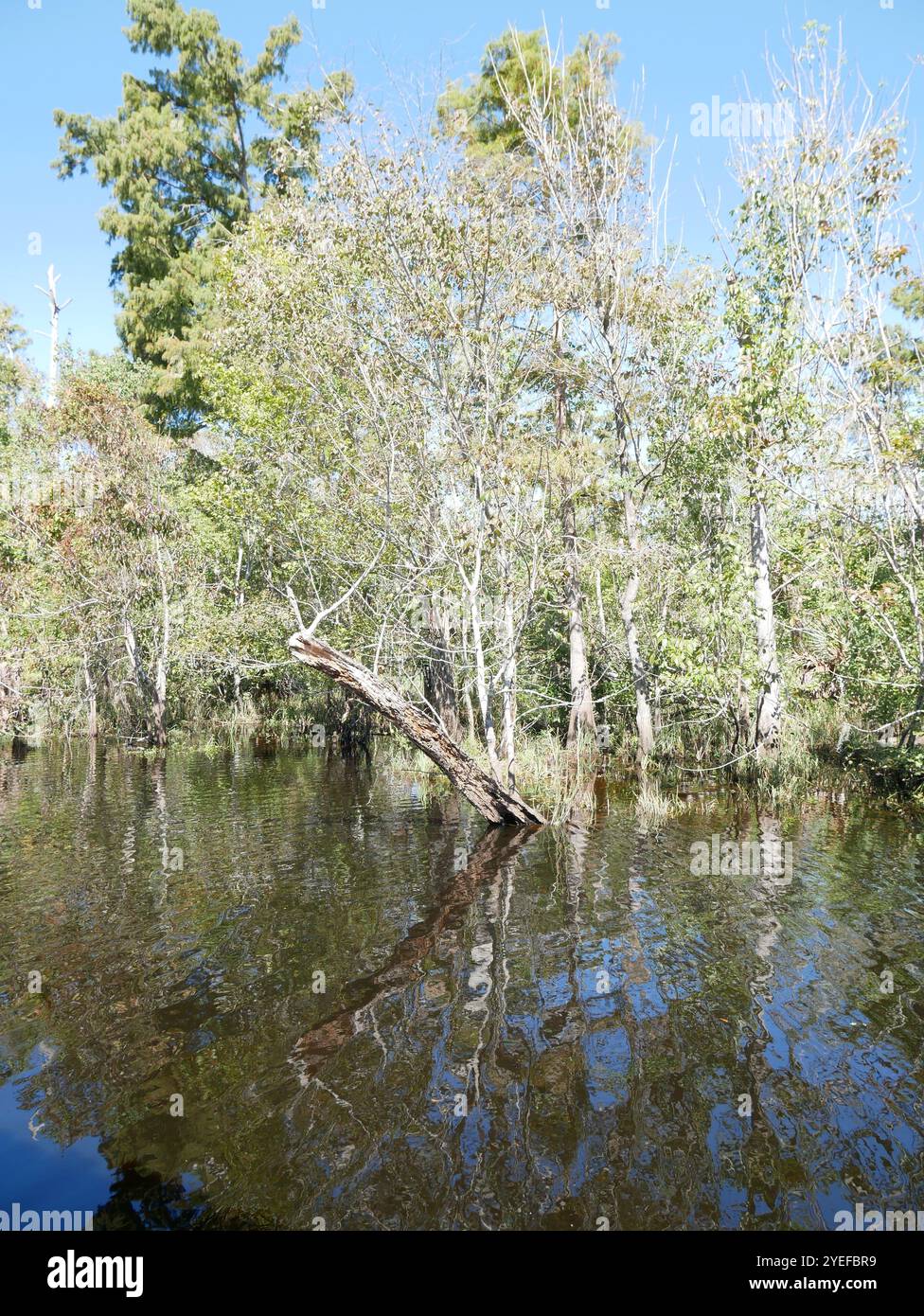 Louisianas bayou country hi-res stock photography and images - Alamy