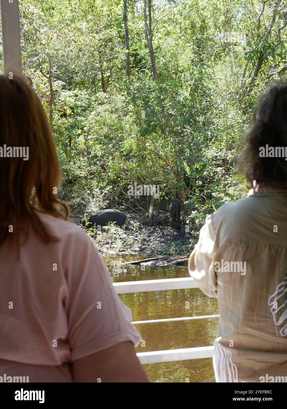 Louisiana Bayou Country, USA Stock Photo - Alamy