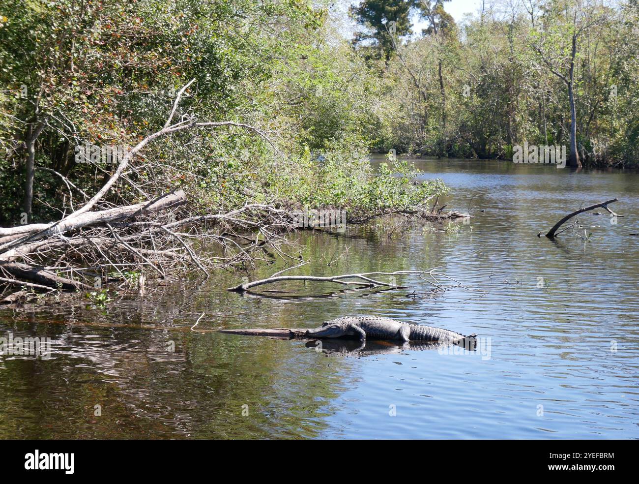 Louisianas bayou country hi-res stock photography and images - Alamy