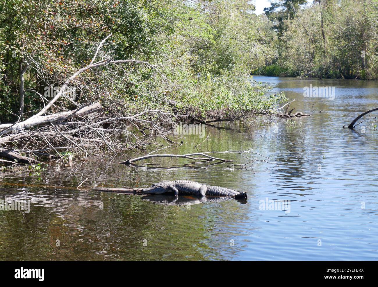 Louisianas bayou country hi-res stock photography and images - Alamy