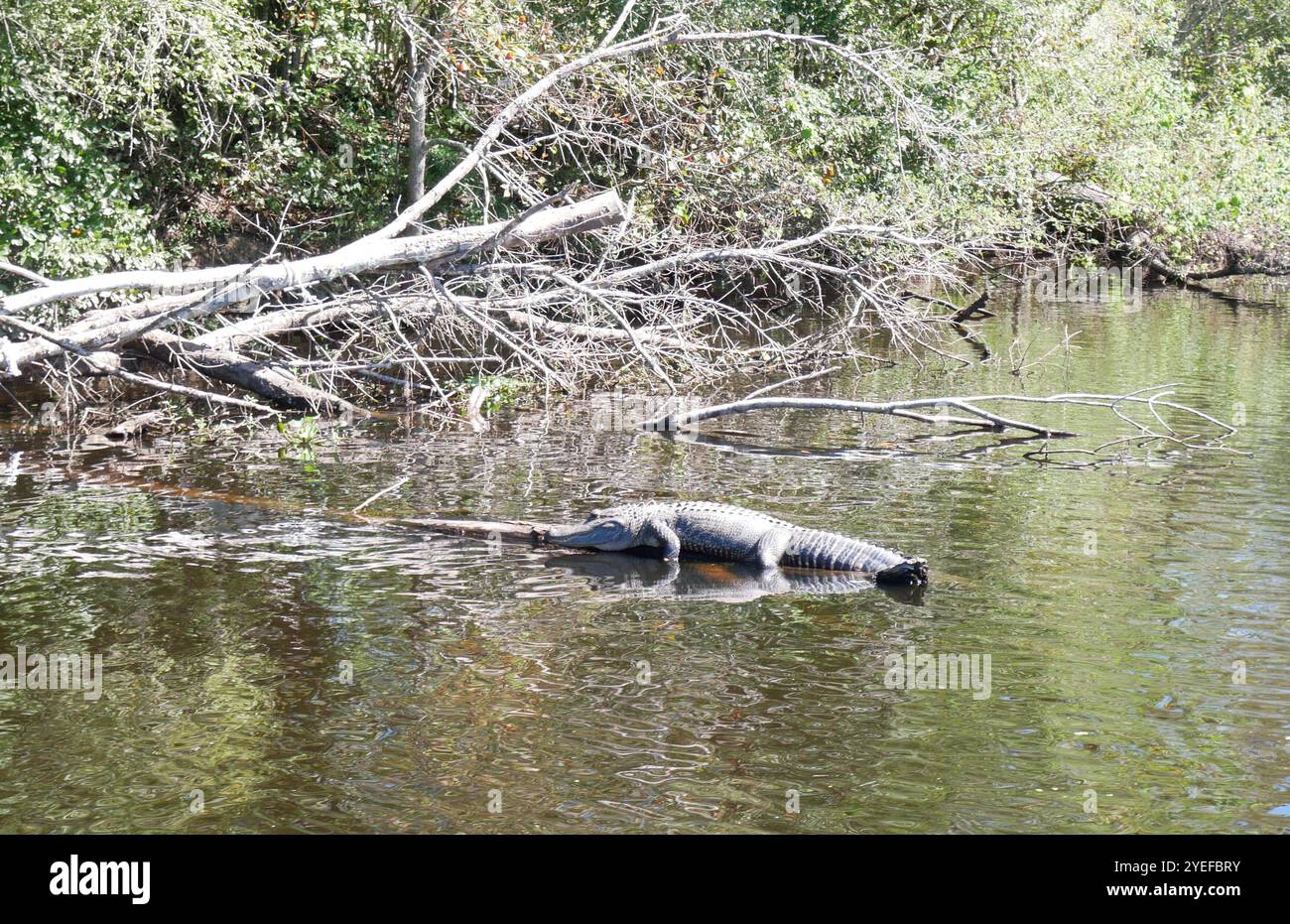 Louisiana Bayou Country, USA Stock Photo - Alamy