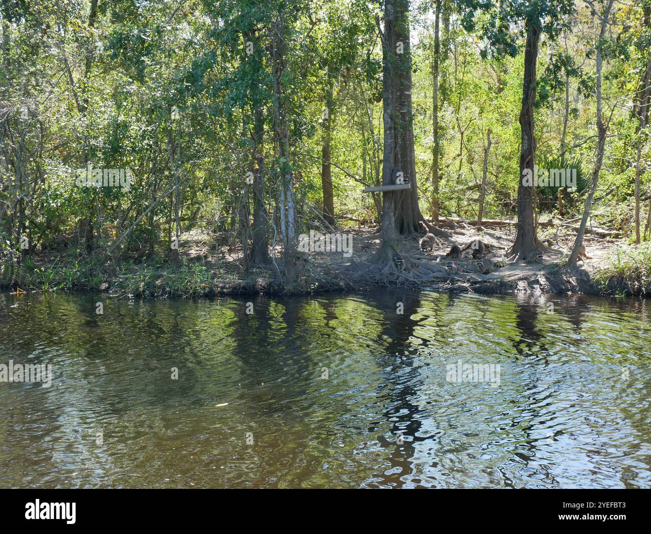 Louisiana Bayou Country, USA Stock Photo - Alamy