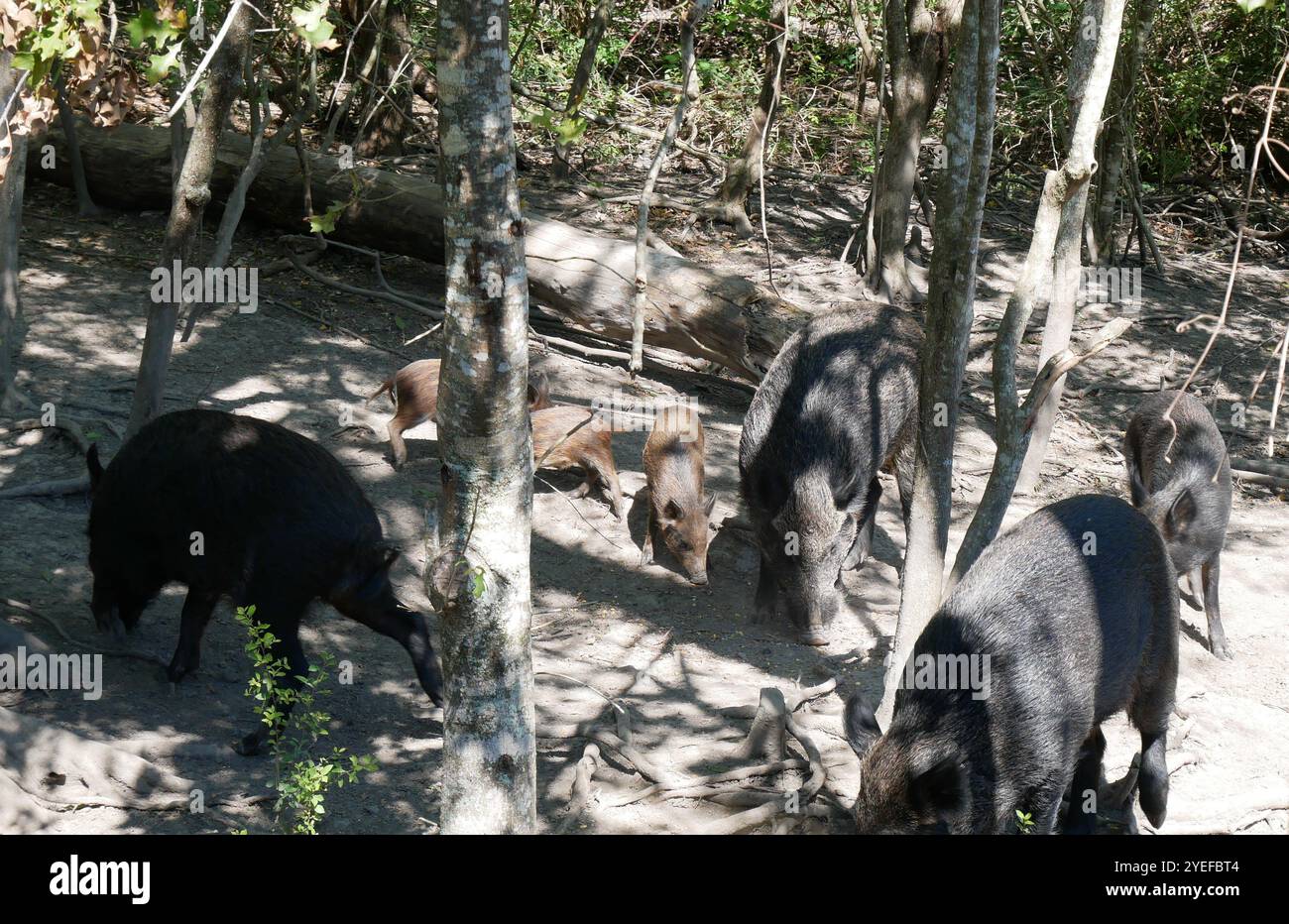 Bayou country hi-res stock photography and images - Alamy