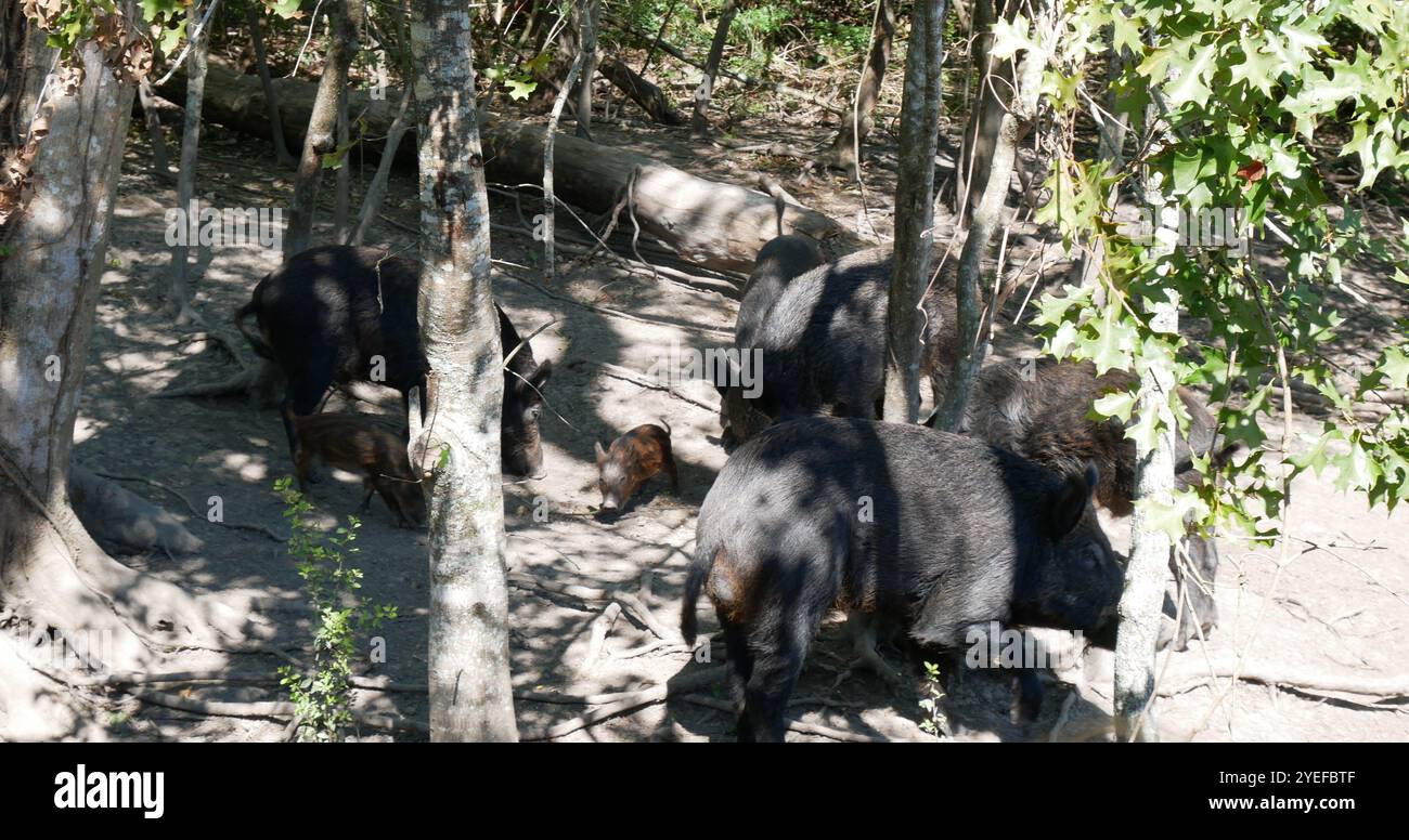 Louisianas bayou country hi-res stock photography and images - Alamy