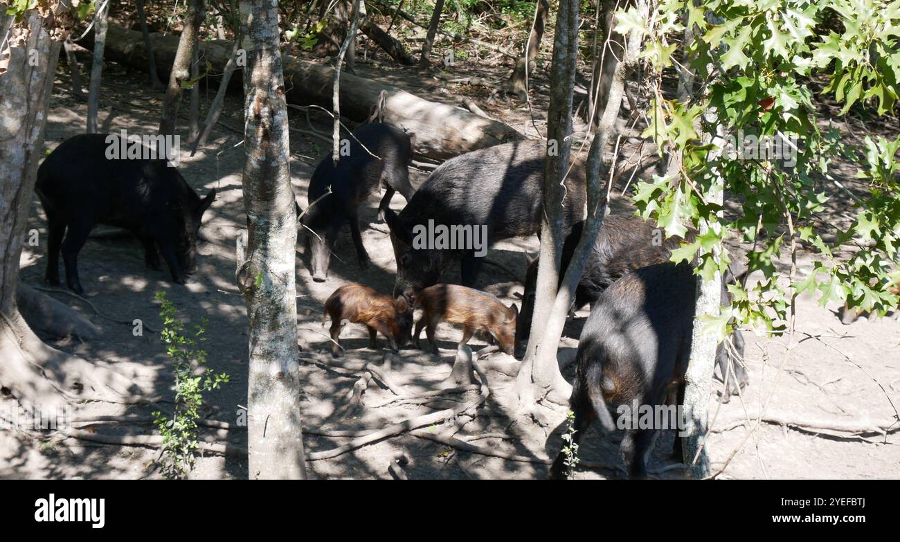 Louisianas bayou country hi-res stock photography and images - Alamy