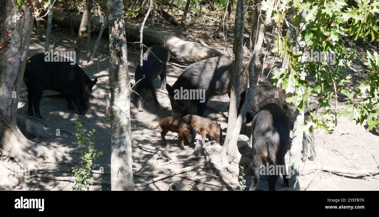 Louisianas bayou country hi-res stock photography and images - Alamy