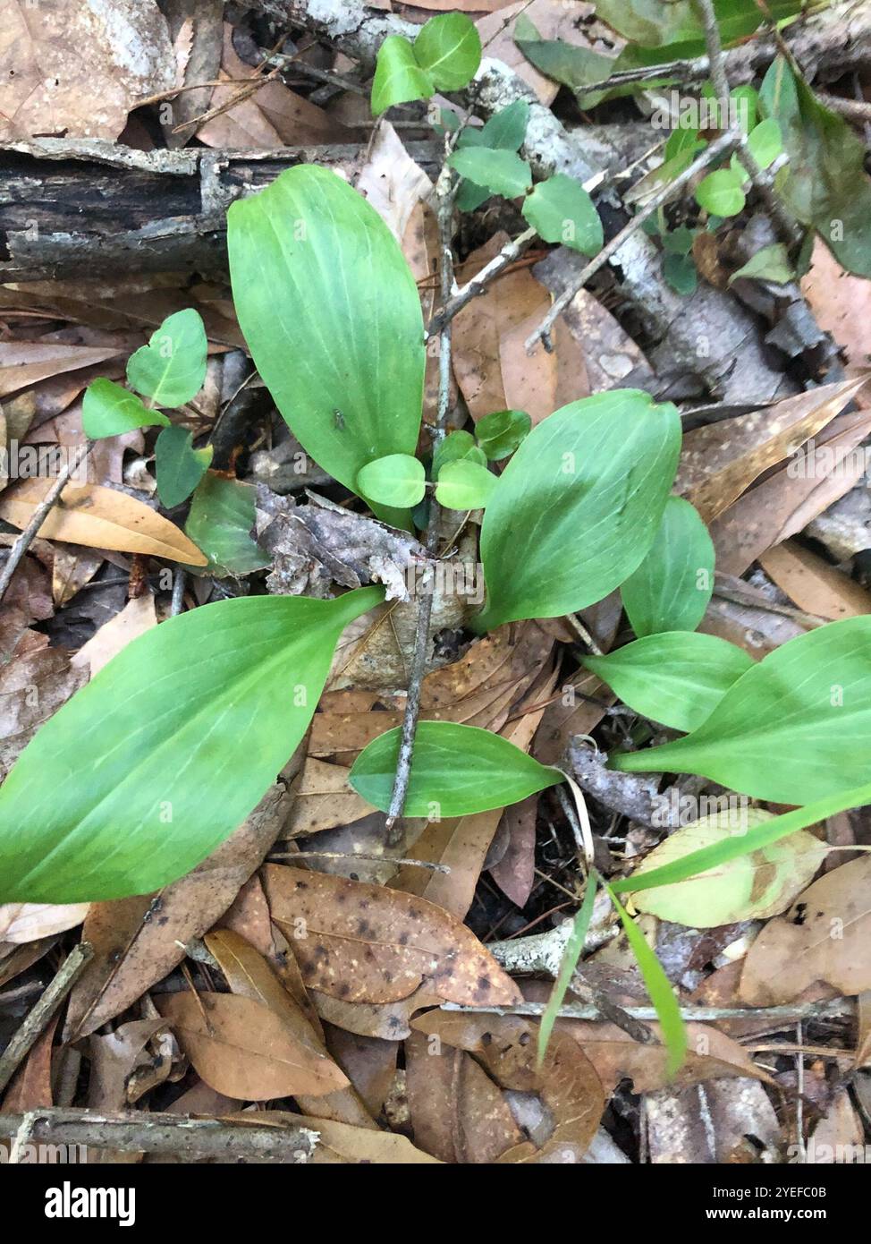 devil's bit (Chamaelirium luteum Stock Photo - Alamy