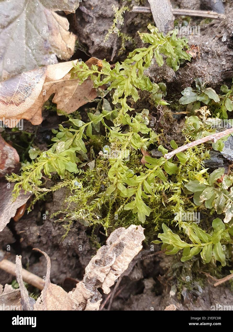 Palm-tree Moss (Plagiomnium undulatum Stock Photo - Alamy