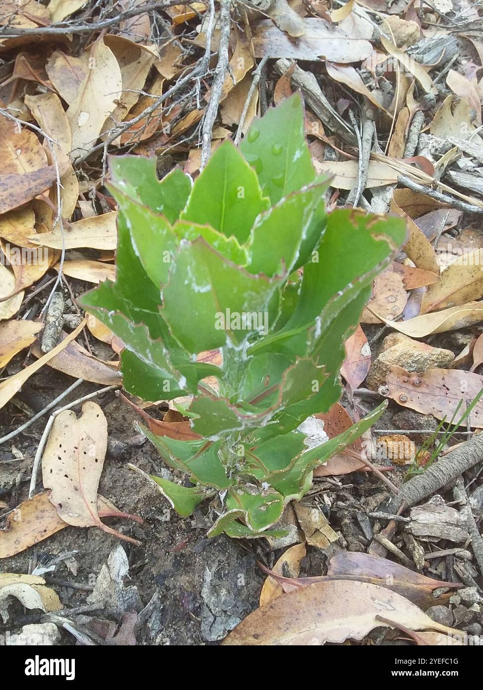 Bietou (Osteospermum moniliferum moniliferum Stock Photo - Alamy