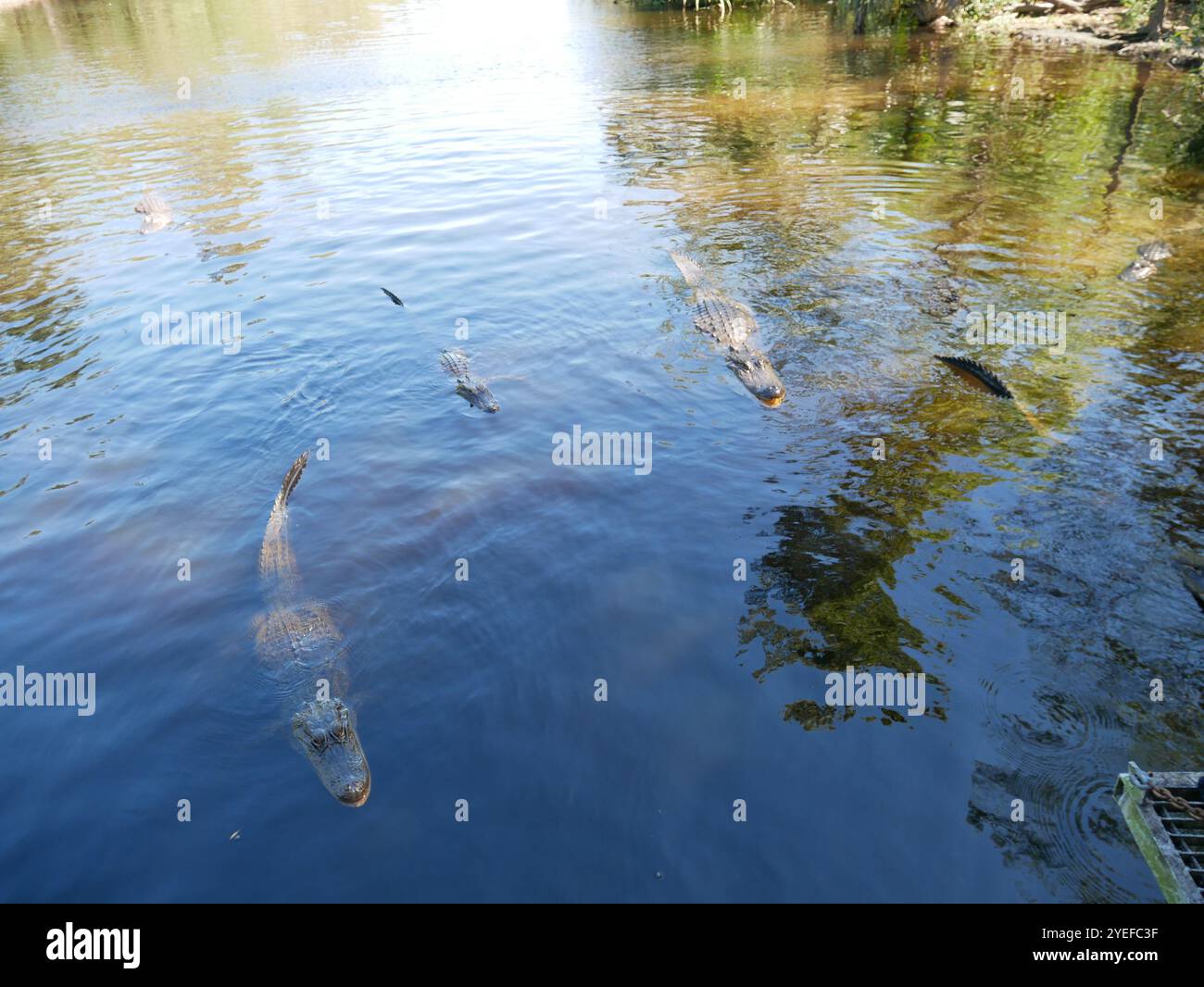 Louisianas bayou country hi-res stock photography and images - Alamy