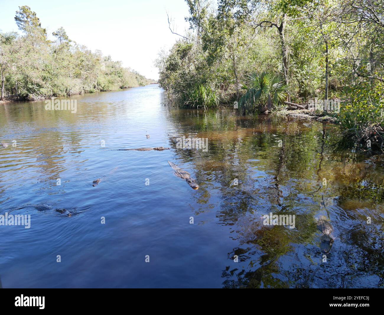 Louisianas bayou country hi-res stock photography and images - Alamy