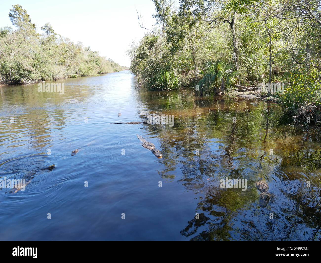 Louisianas bayou country hi-res stock photography and images - Alamy