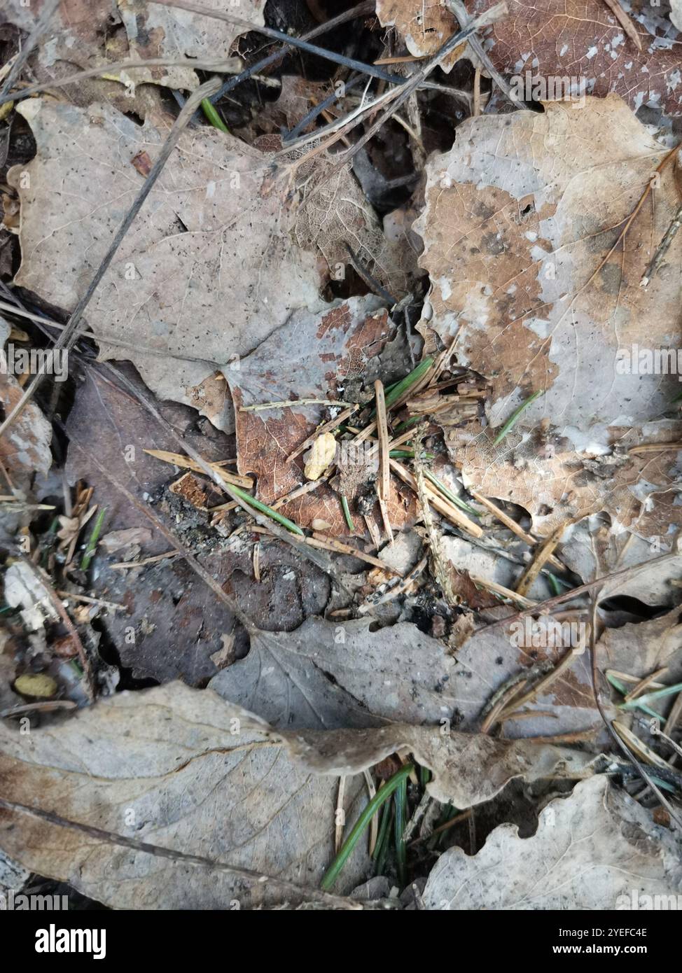 Siberian Flying Squirrel (Pteromys volans Stock Photo - Alamy