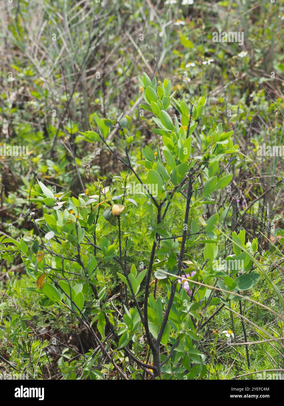 Bootlace Plant (Wikstroemia indica Stock Photo - Alamy