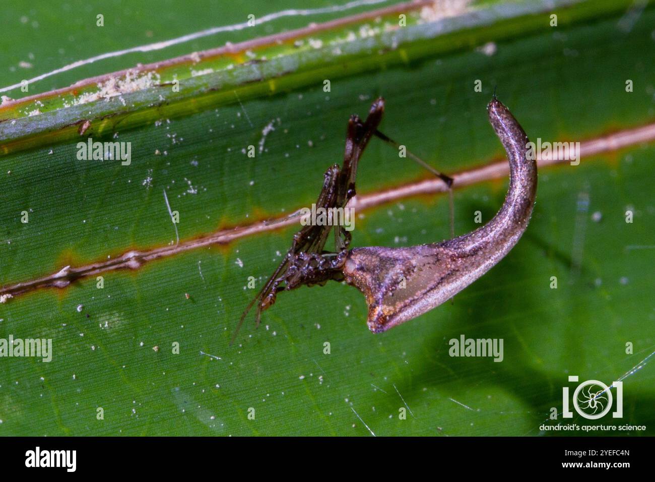 Rhomphaea hi-res stock photography and images - Alamy