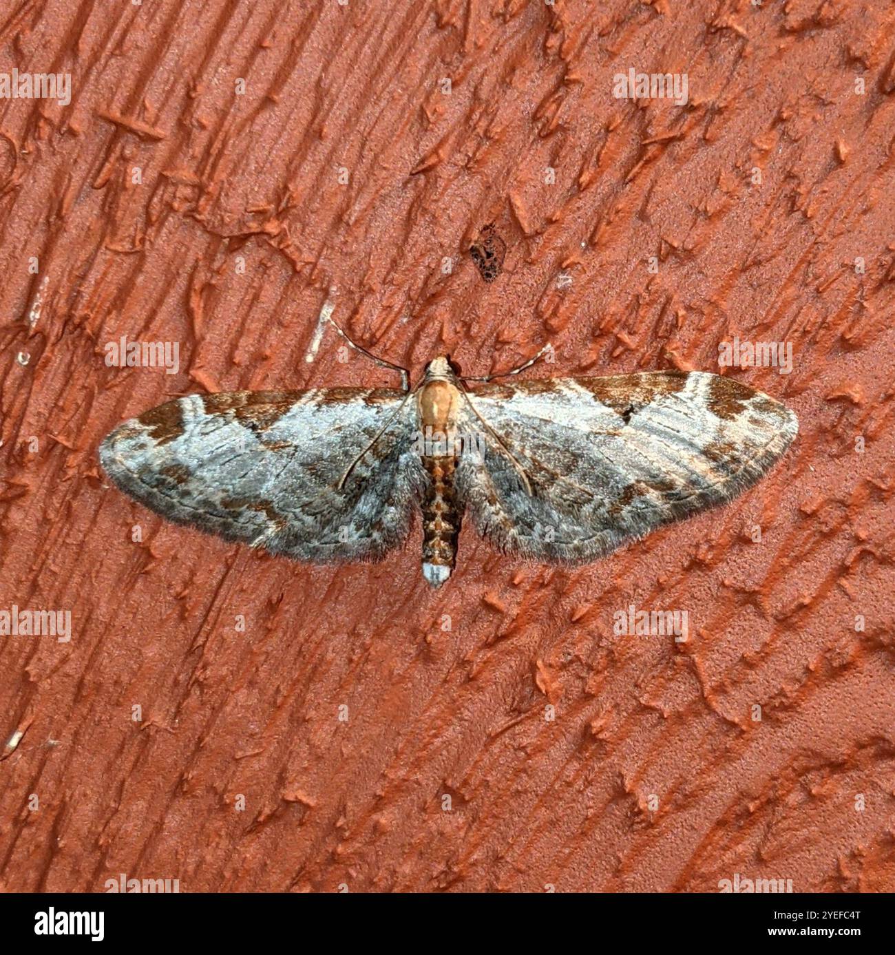 Tawny Eupithecia Moth (Eupithecia ravocostaliata Stock Photo - Alamy