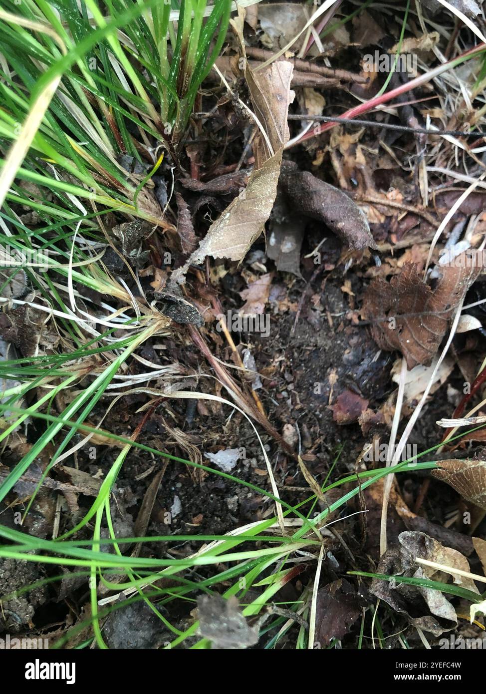 Slender Oak Sedge (Carex albicans australis Stock Photo - Alamy