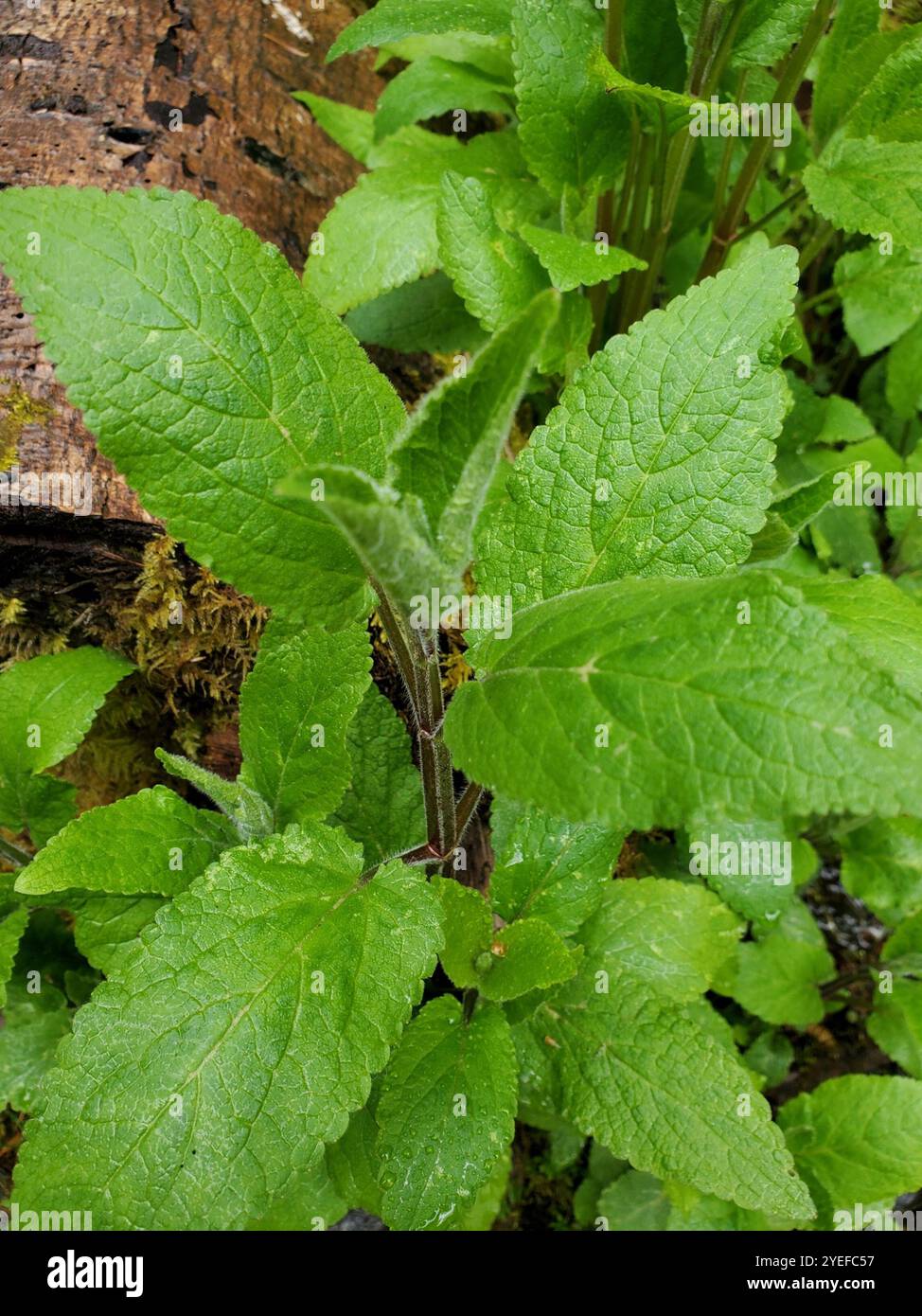Coastal Hedge-nettle (Stachys chamissonis Stock Photo - Alamy