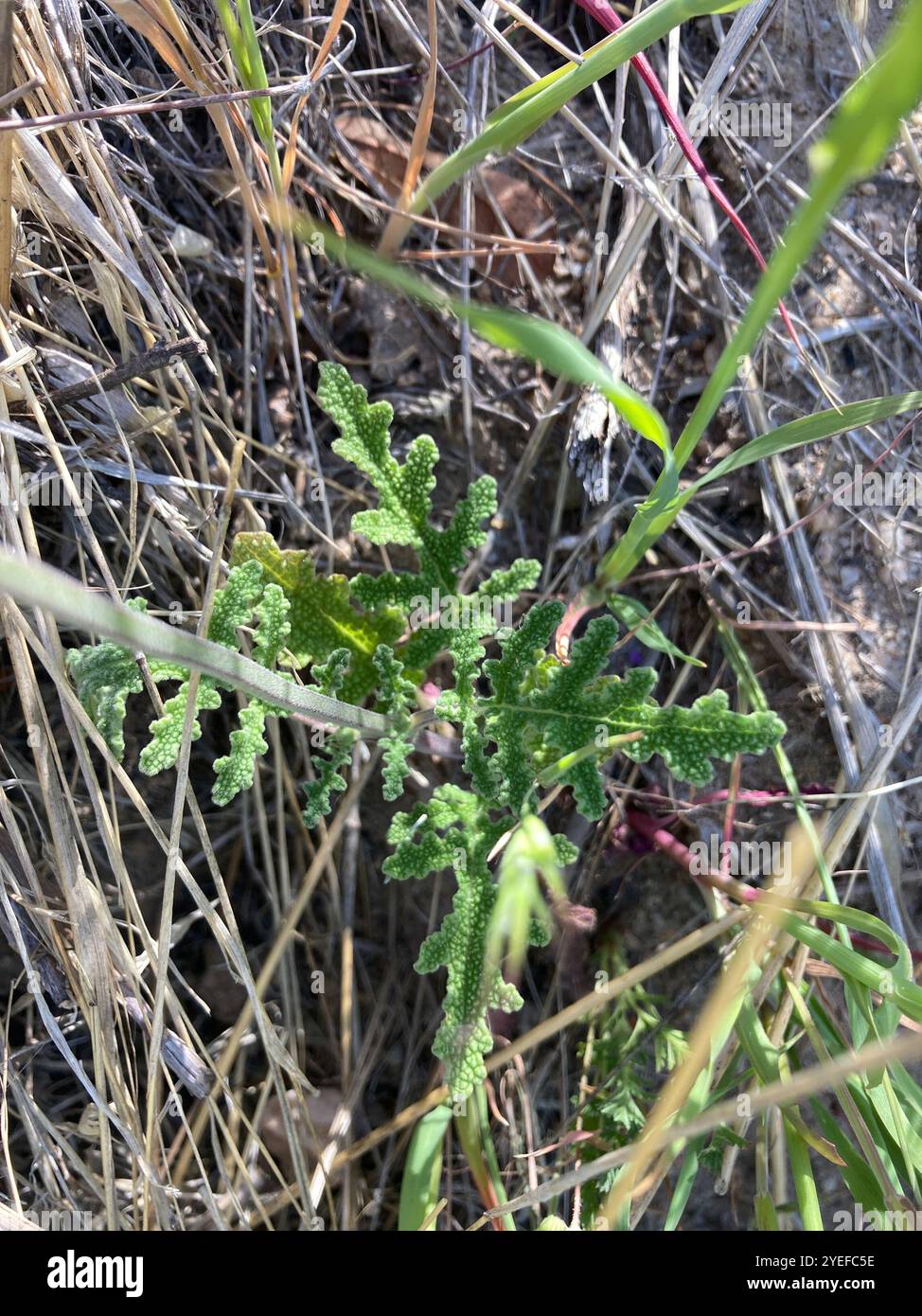 Chia (Salvia columbariae Stock Photo - Alamy