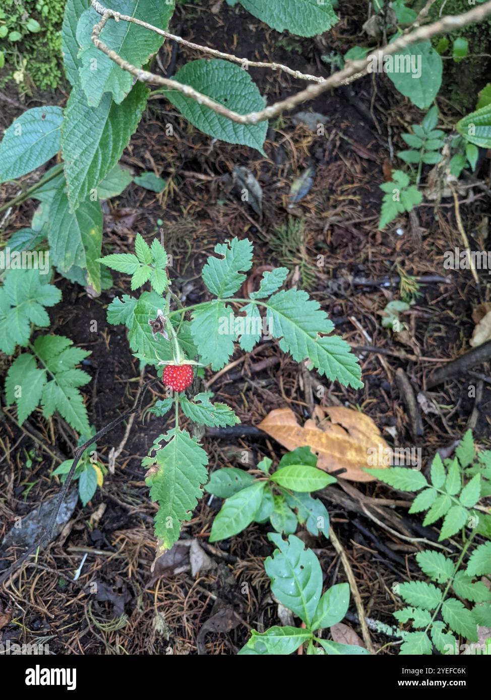 roseleaf bramble (Rubus rosifolius Stock Photo - Alamy