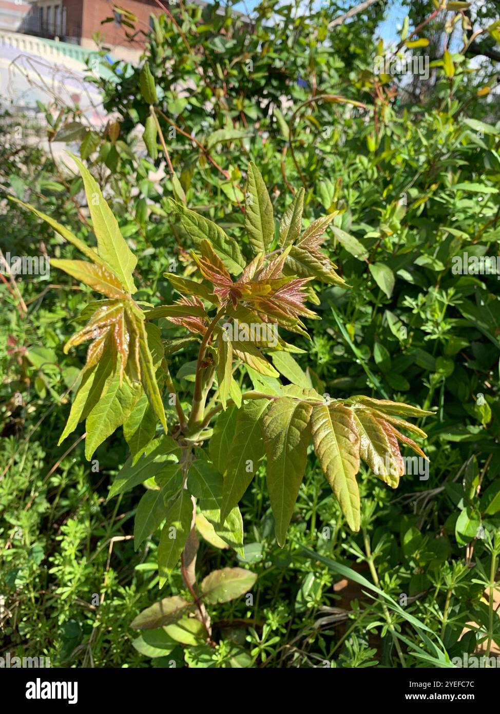 tree-of-heaven (Ailanthus altissima Stock Photo - Alamy
