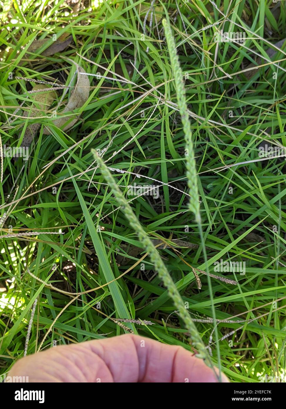 bristlegrasses, bluestems, paspalums, and allies (Panicoideae Stock ...