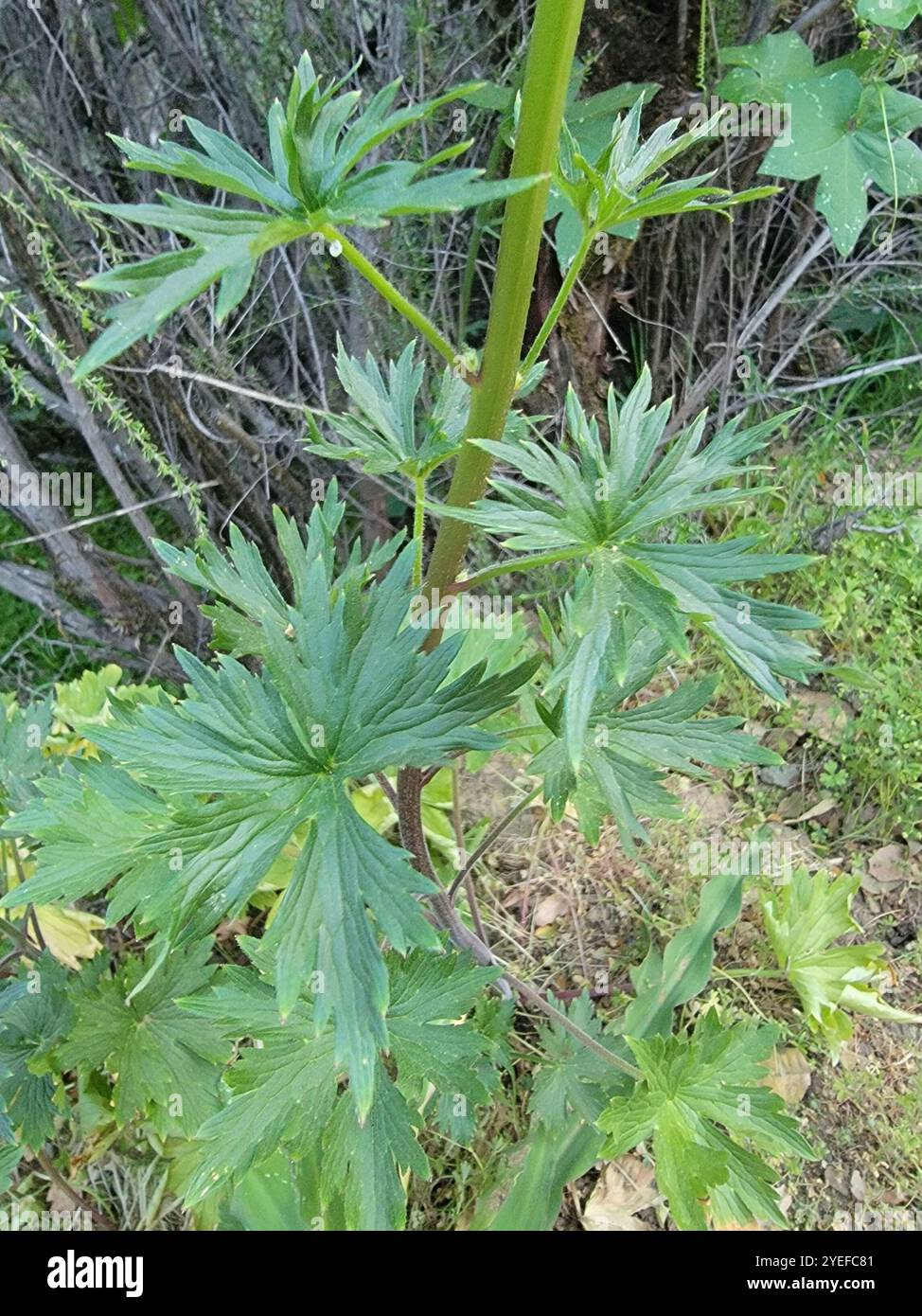 California larkspur (Delphinium californicum Stock Photo - Alamy