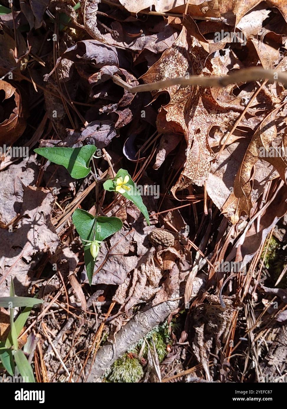Halberd-leaved violet (Viola hastata Stock Photo - Alamy
