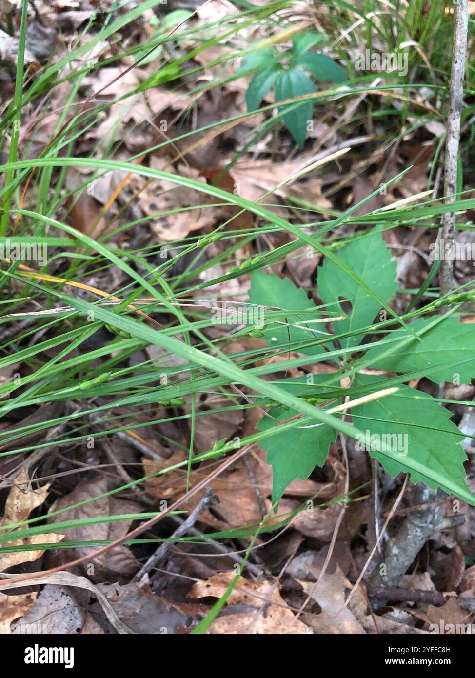 flat-spiked sedge (Carex planispicata Stock Photo - Alamy