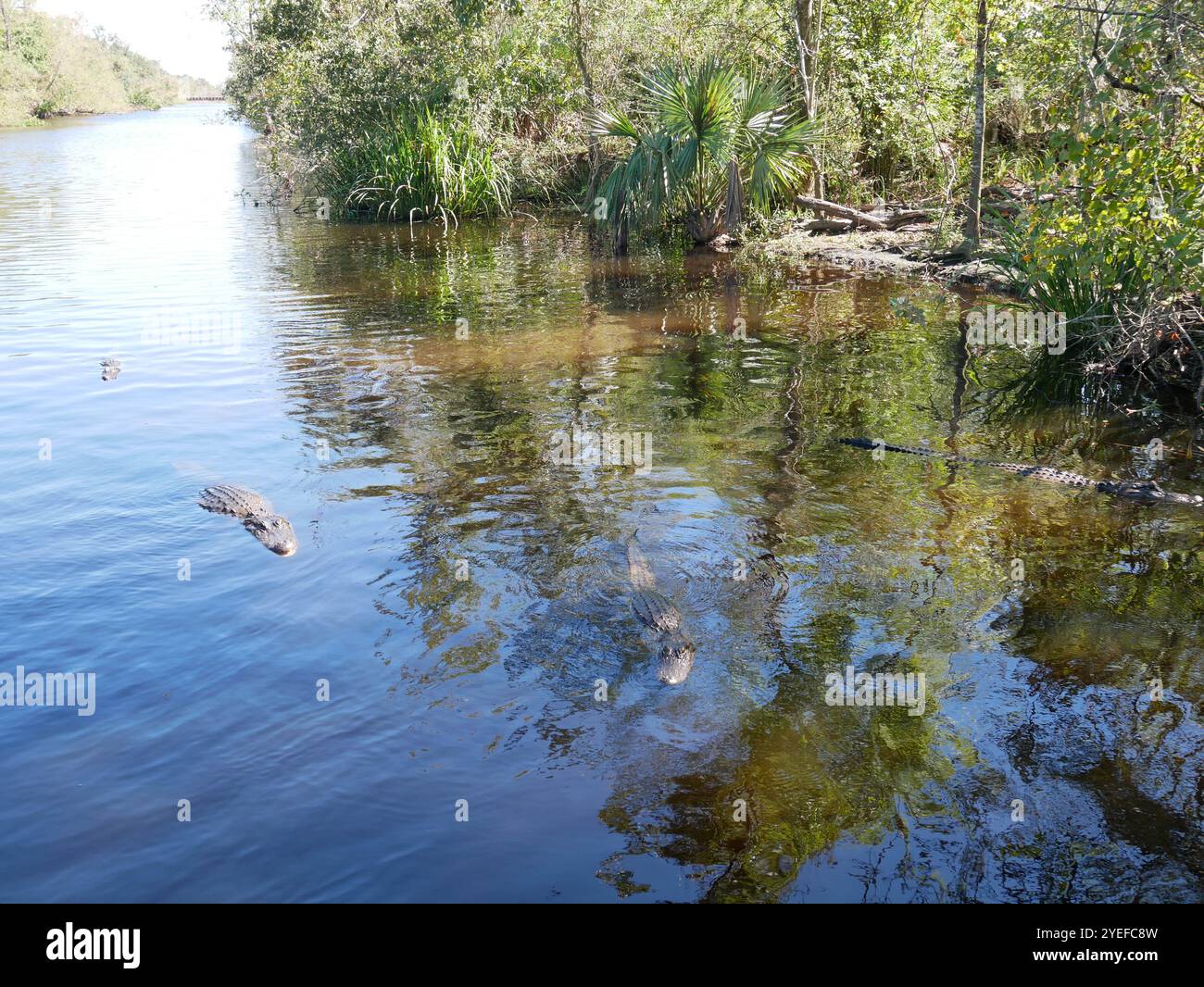 Louisiana Bayou Country, USA Stock Photo - Alamy