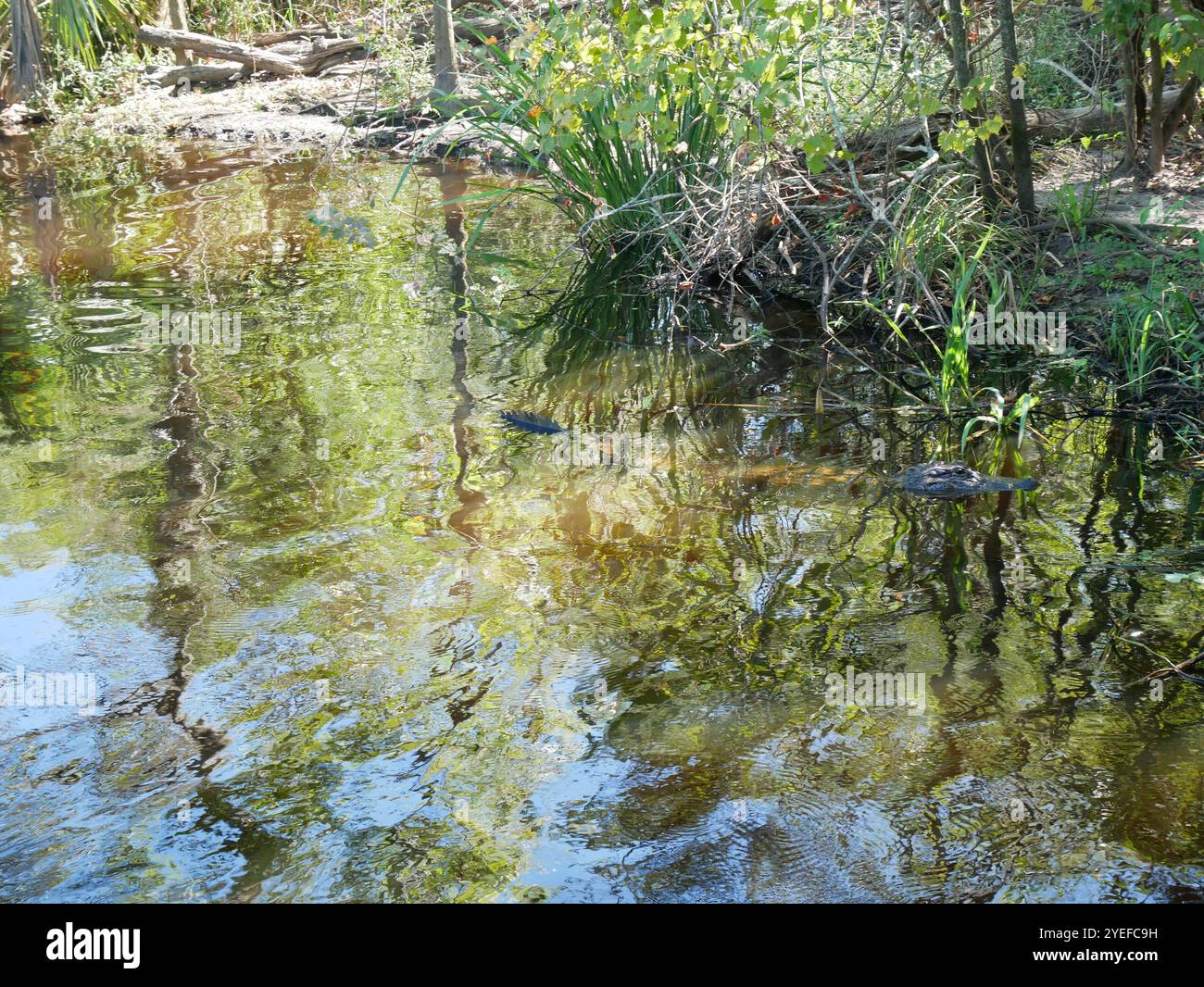 Louisiana Bayou Country, USA Stock Photo - Alamy