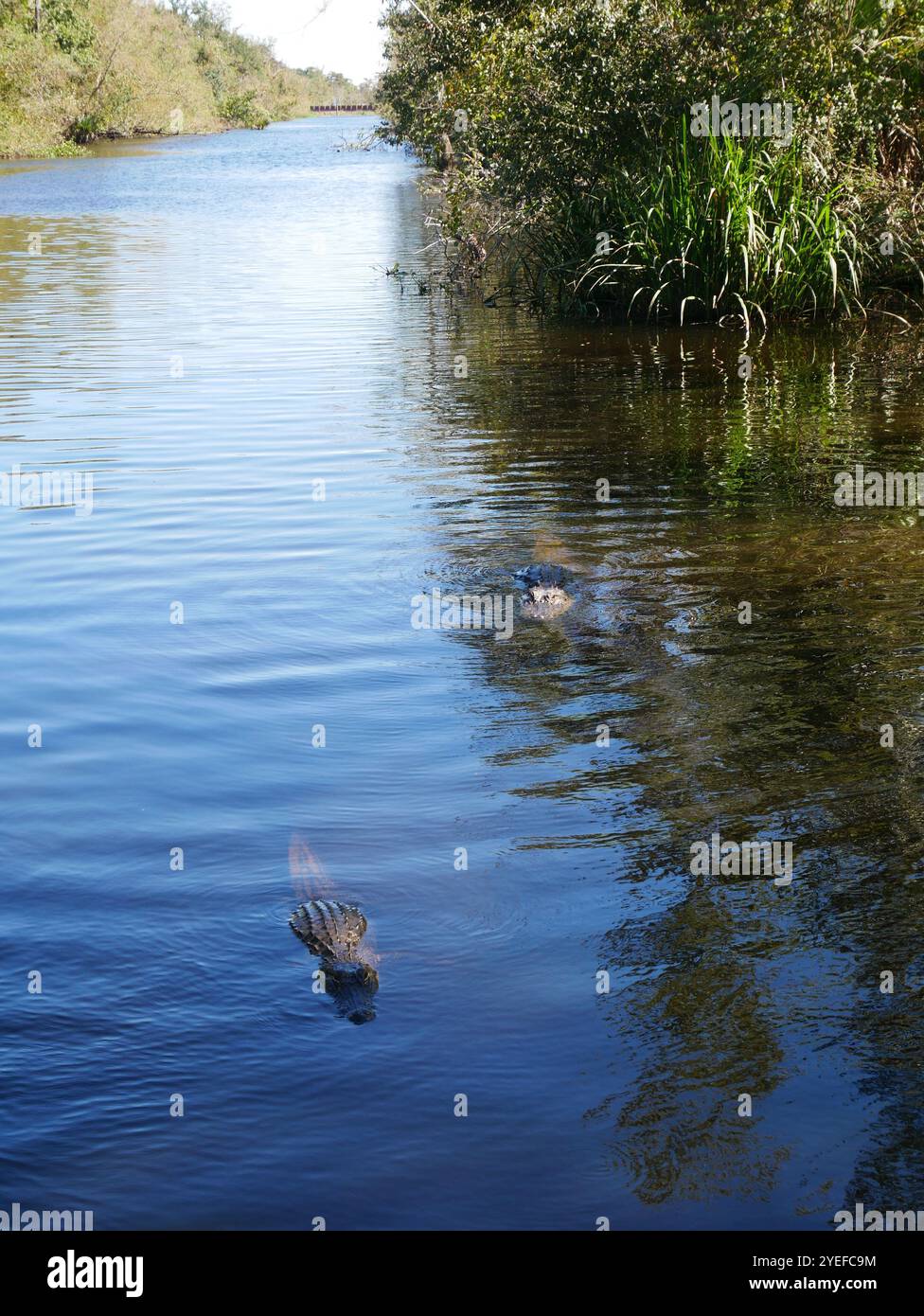 Louisianas bayou country hi-res stock photography and images - Alamy