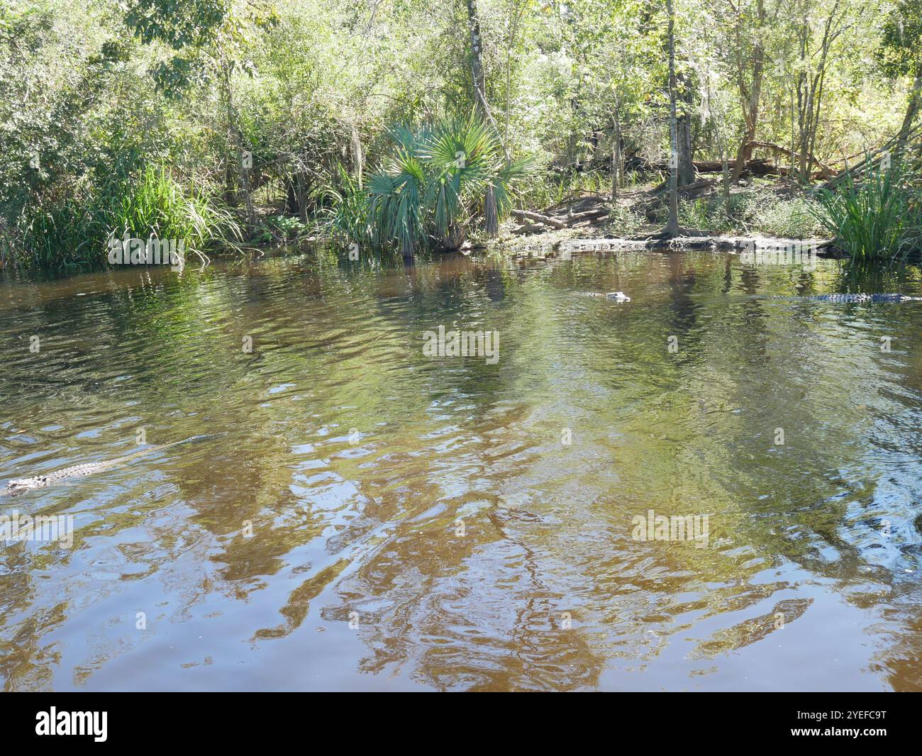 Louisianas bayou country hi-res stock photography and images - Alamy