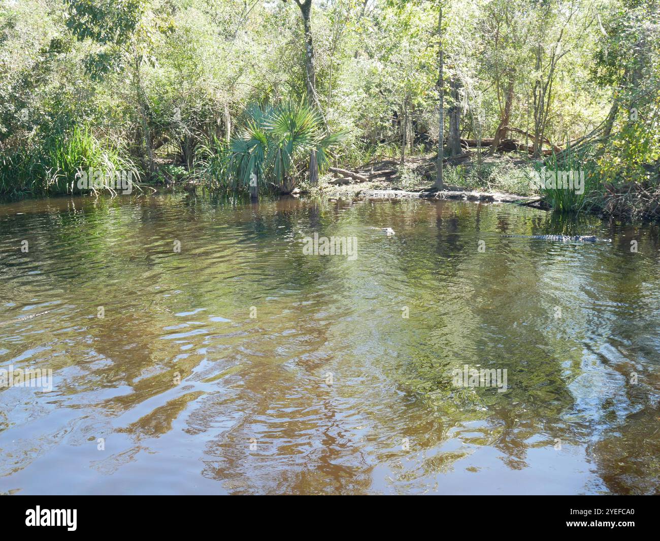 Louisianas bayou country hi-res stock photography and images - Alamy