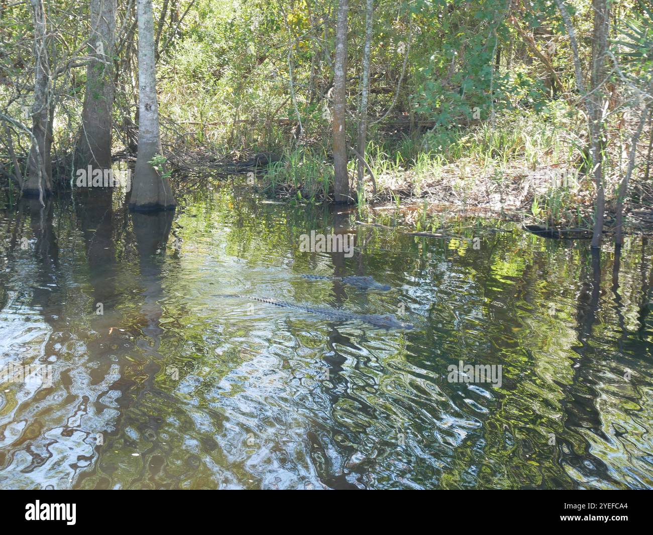 Louisianas bayou country hi-res stock photography and images - Alamy