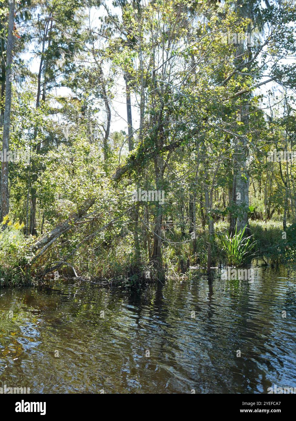 Louisiana Bayou Country, USA Stock Photo - Alamy