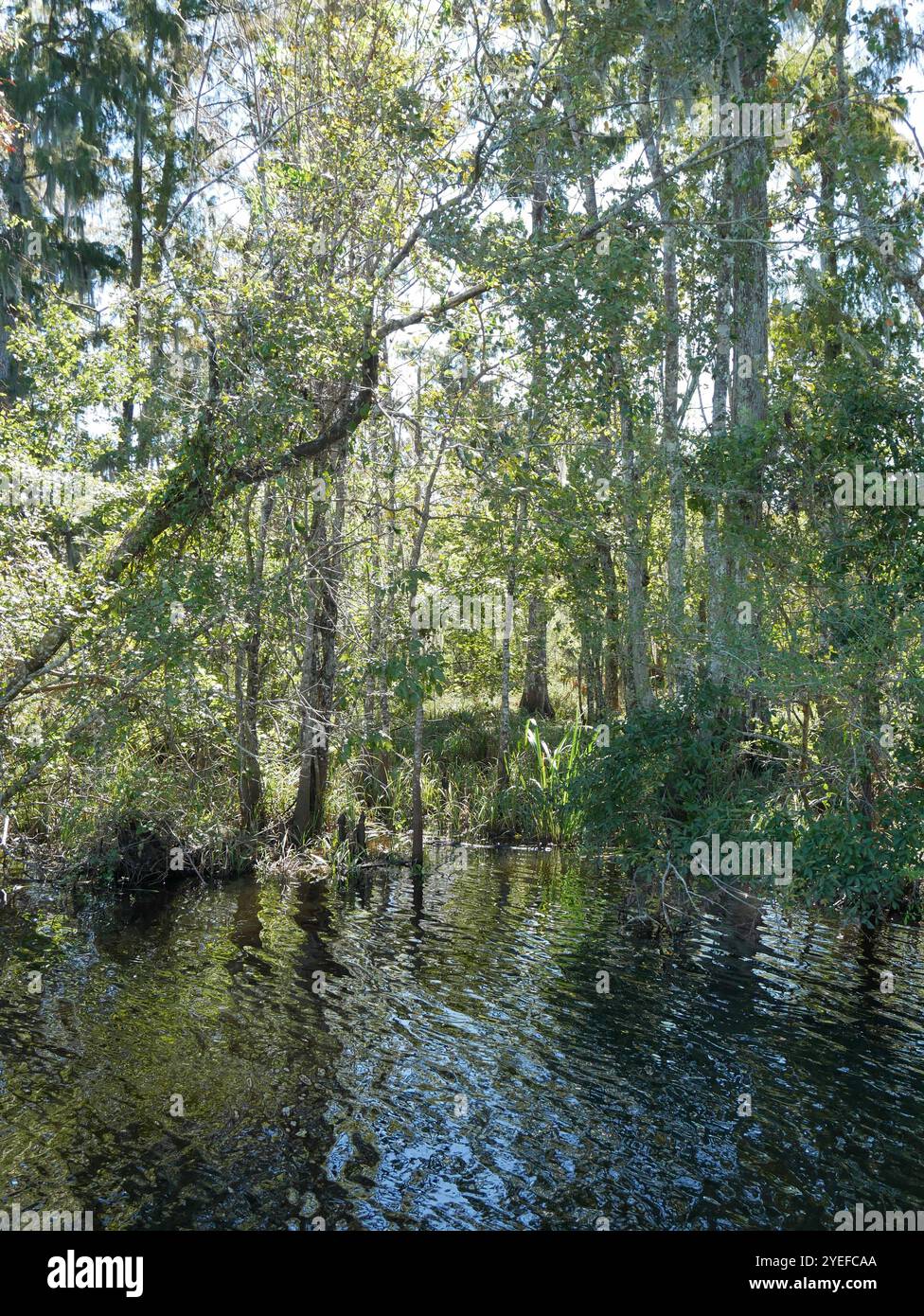 Louisiana Bayou Country, USA Stock Photo - Alamy