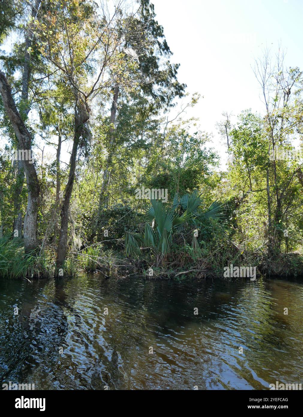 Louisianas bayou country hi-res stock photography and images - Alamy