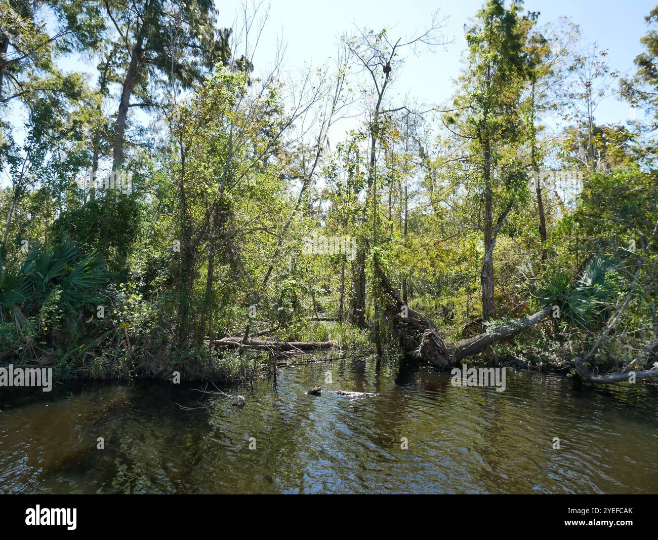 Louisiana Bayou Country, USA Stock Photo - Alamy