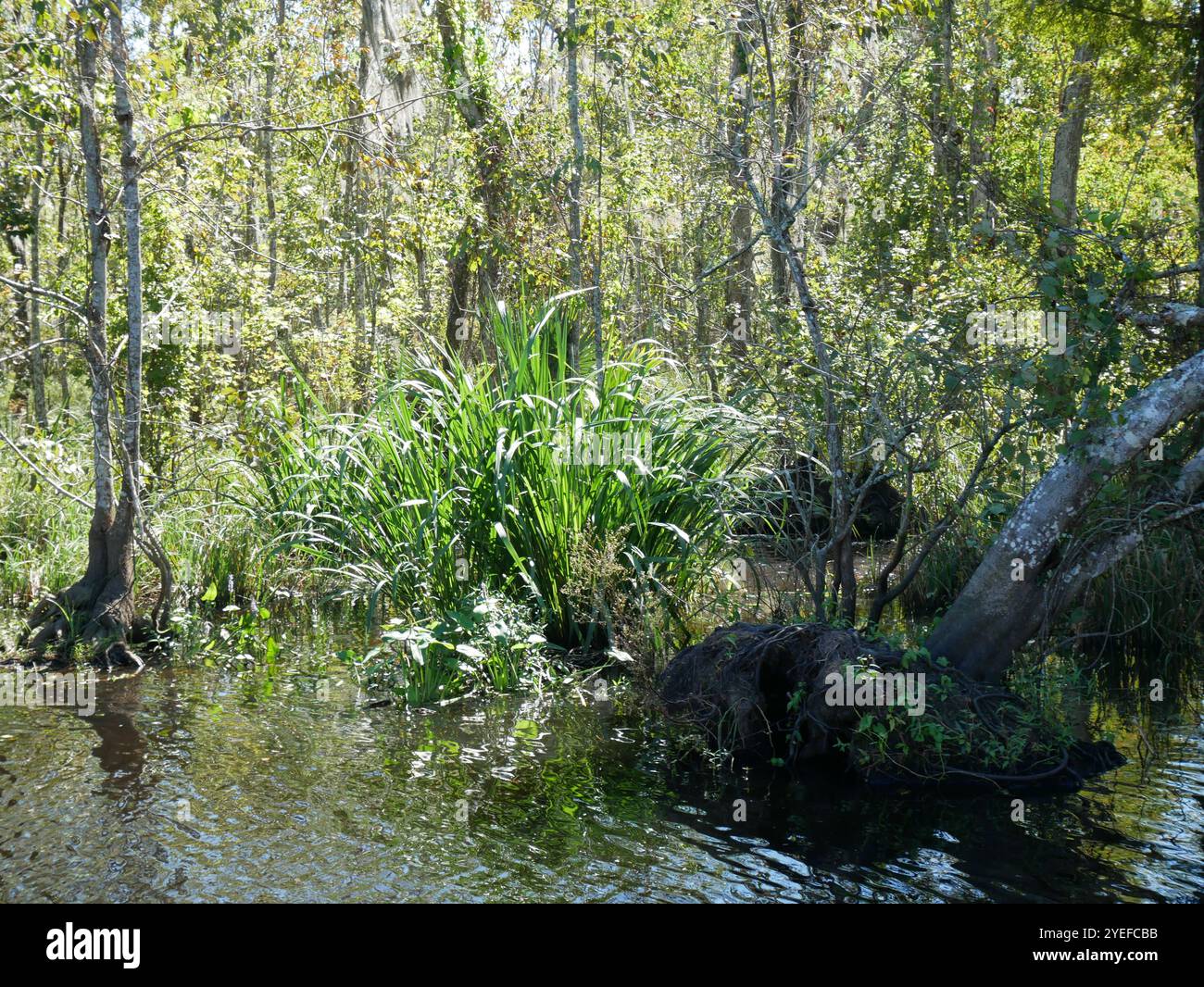 Louisiana Bayou Country, USA Stock Photo - Alamy