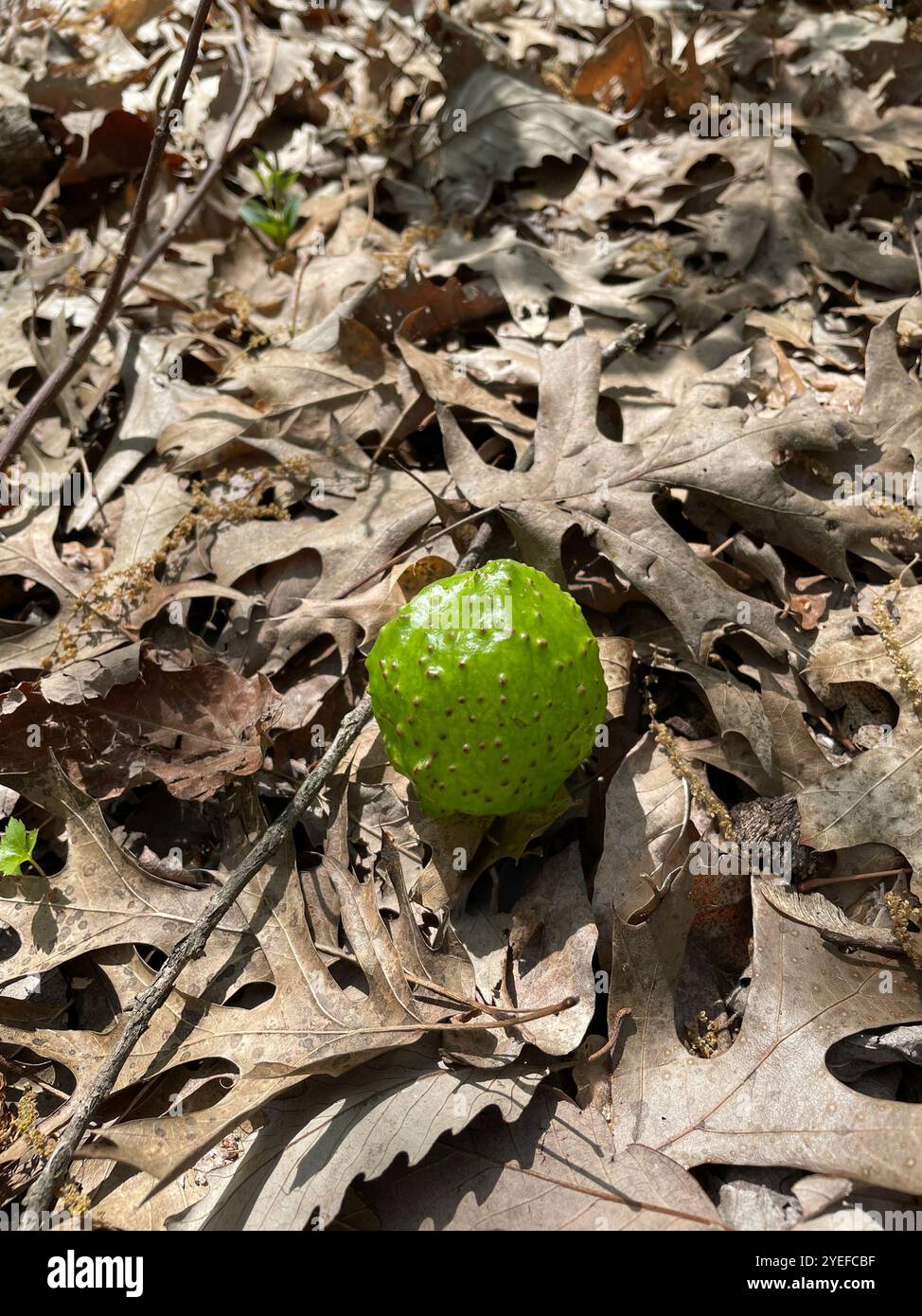 Spongy Oak Apple Gall Wasp (Amphibolips confluenta Stock Photo - Alamy