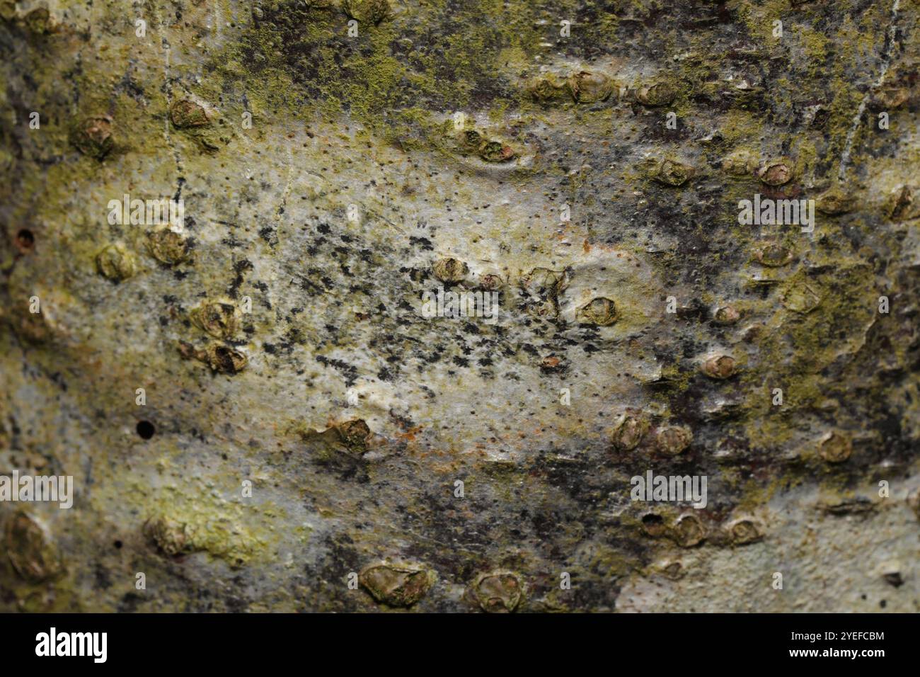 Asterisk Lichen (Arthonia radiata Stock Photo - Alamy