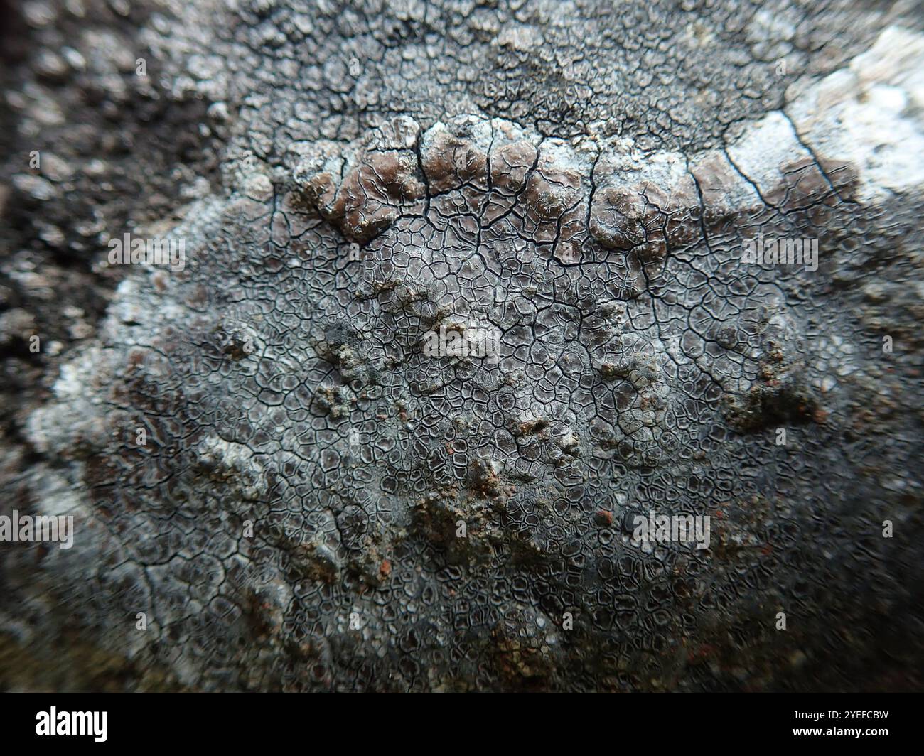 Fuscoatra hi-res stock photography and images - Alamy