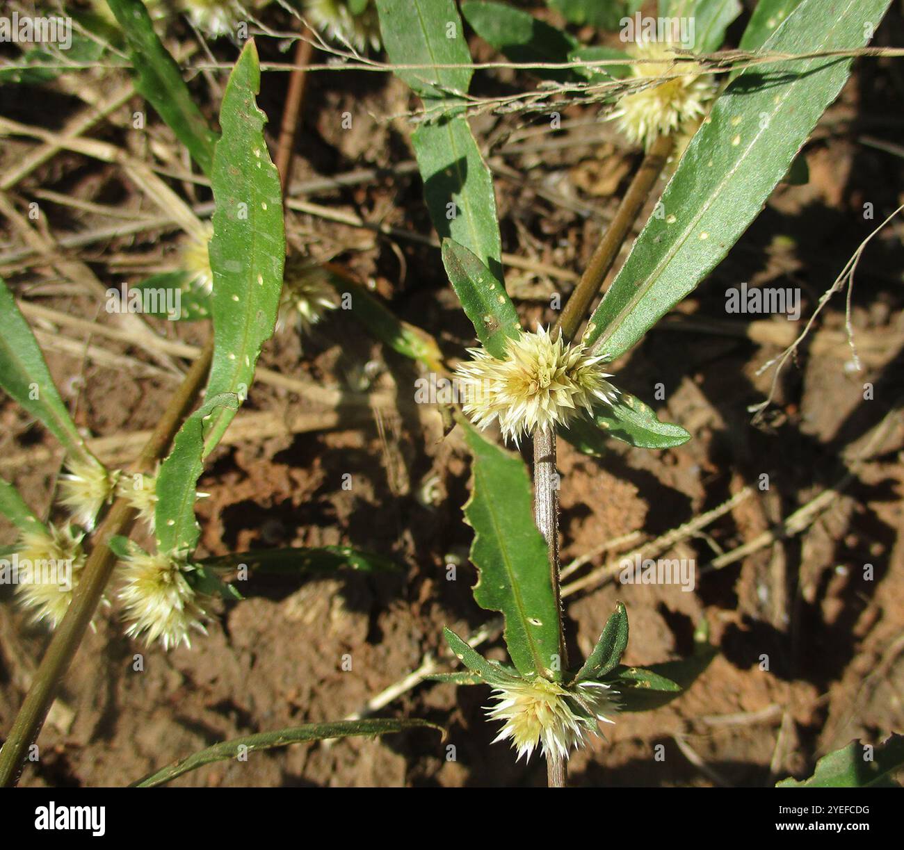 Sessile Joyweed (Alternanthera sessilis Stock Photo - Alamy