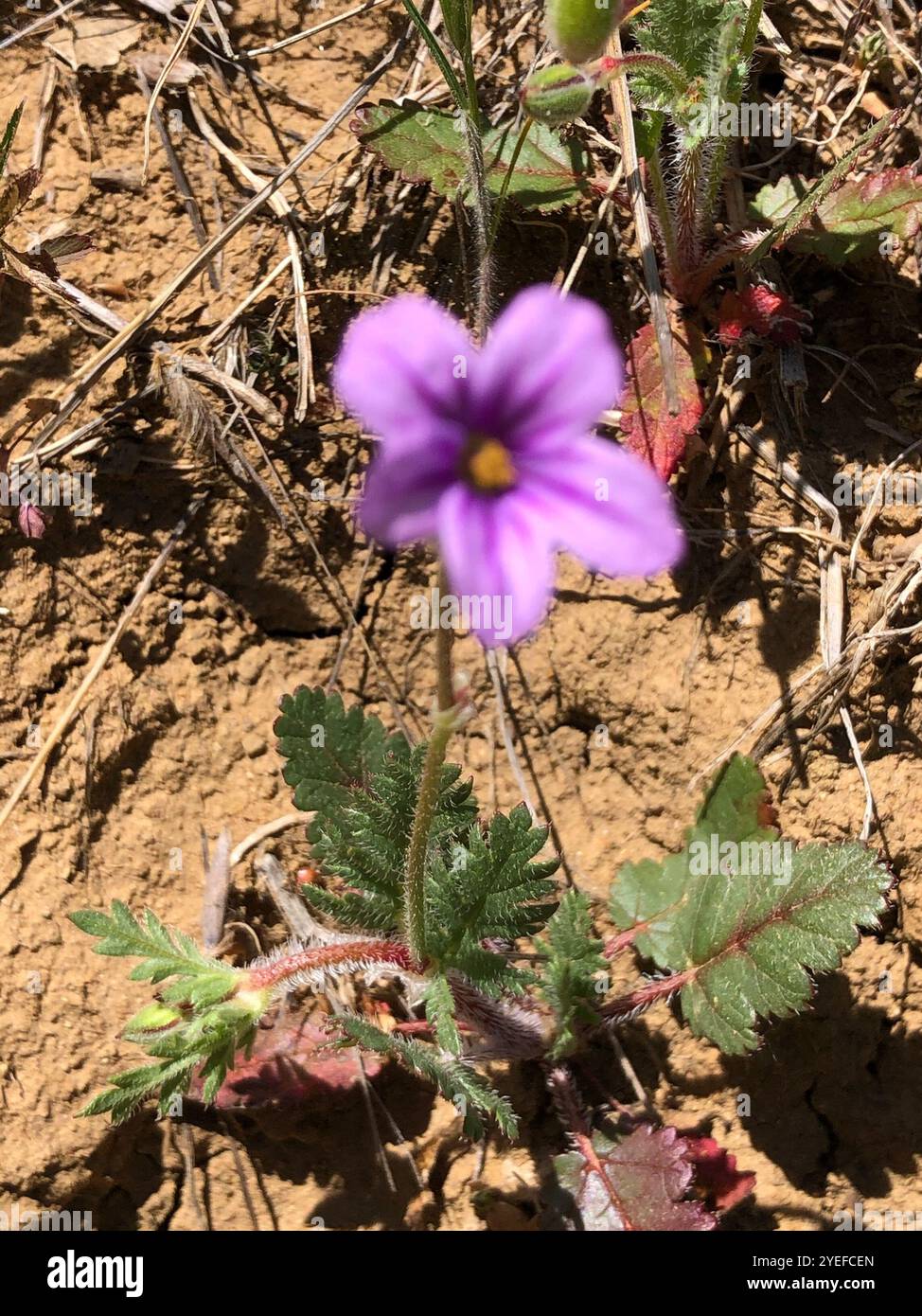Mediterranean Stork's-bill (Erodium botrys Stock Photo - Alamy